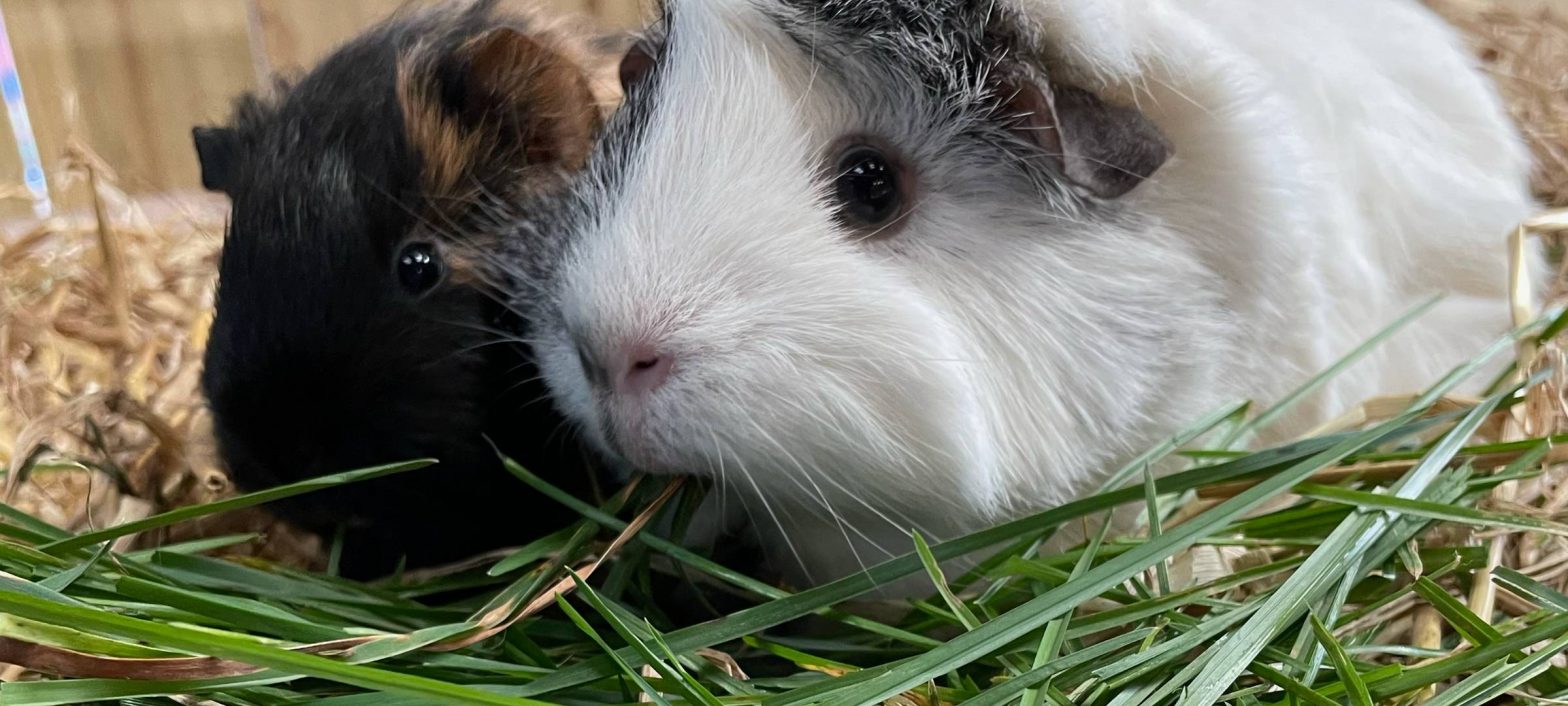 Occombe Farm Park & Play - Farm Attraction - Indoor Play - English Riviera