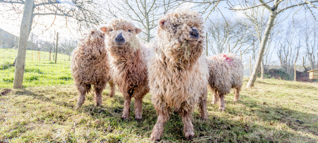 Occombe Farm Park & Play - Farm Attraction - Indoor Play - English Riviera