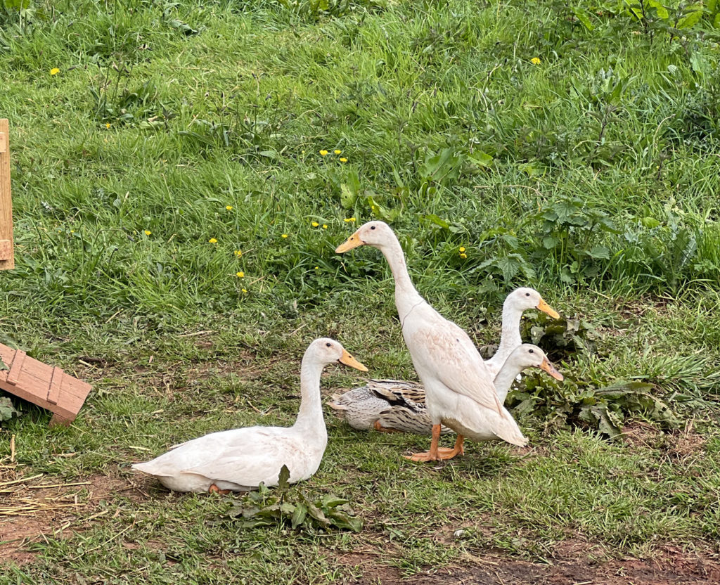 Animals - Occombe Farm