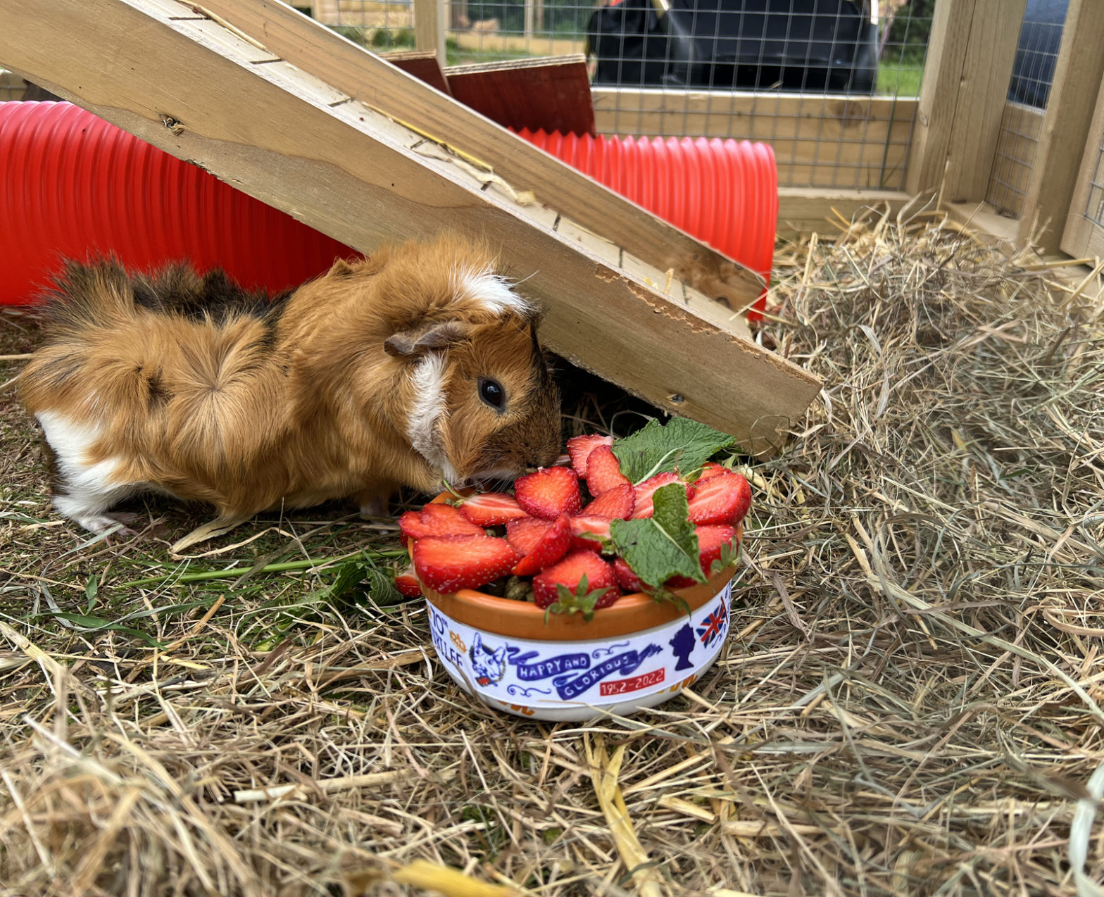 Guinea pigs - Occombe Farm