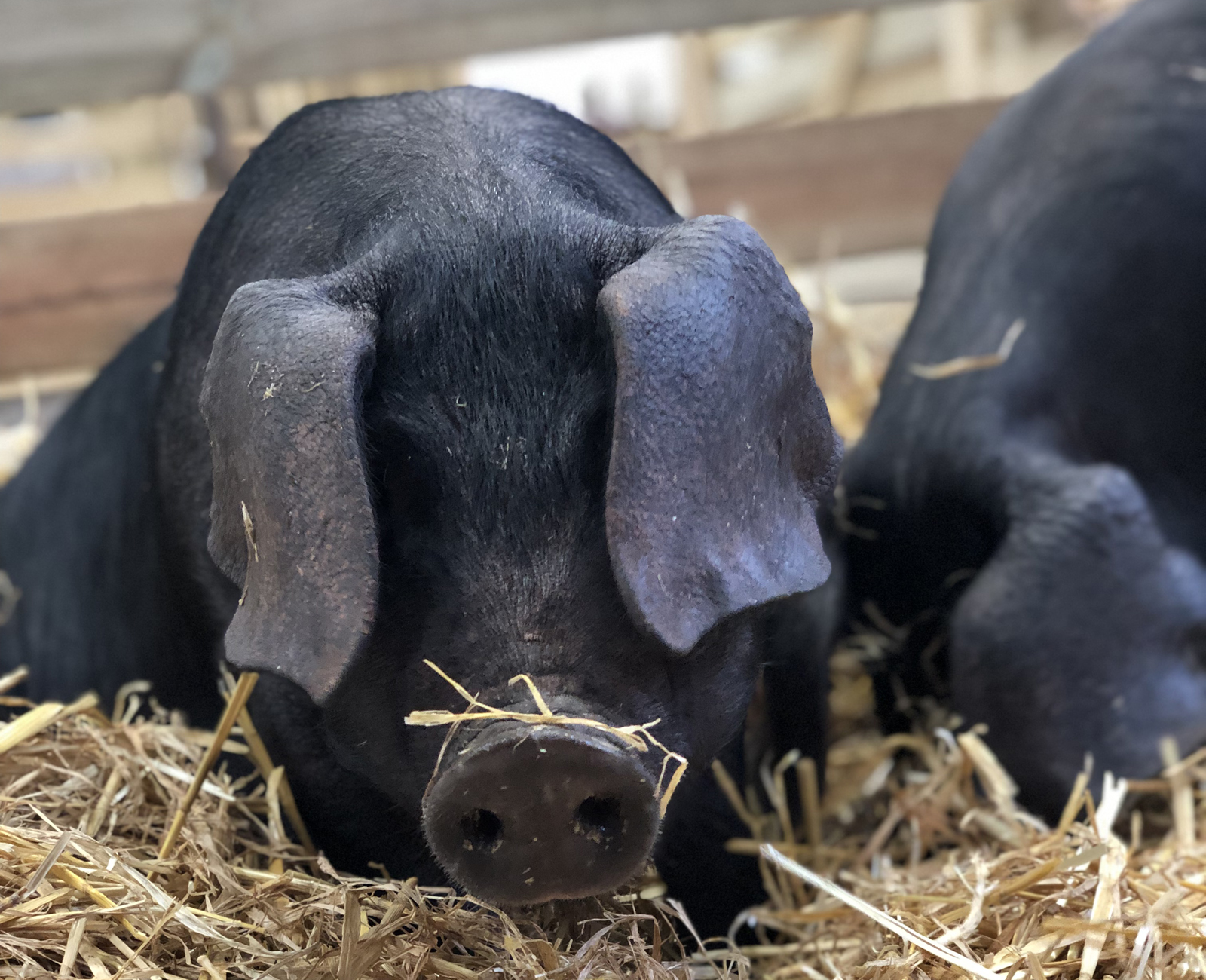 Animals - Occombe Farm