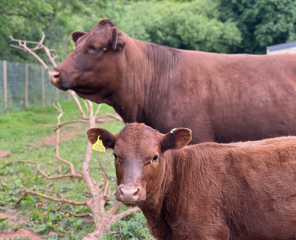 Animals - Occombe Farm