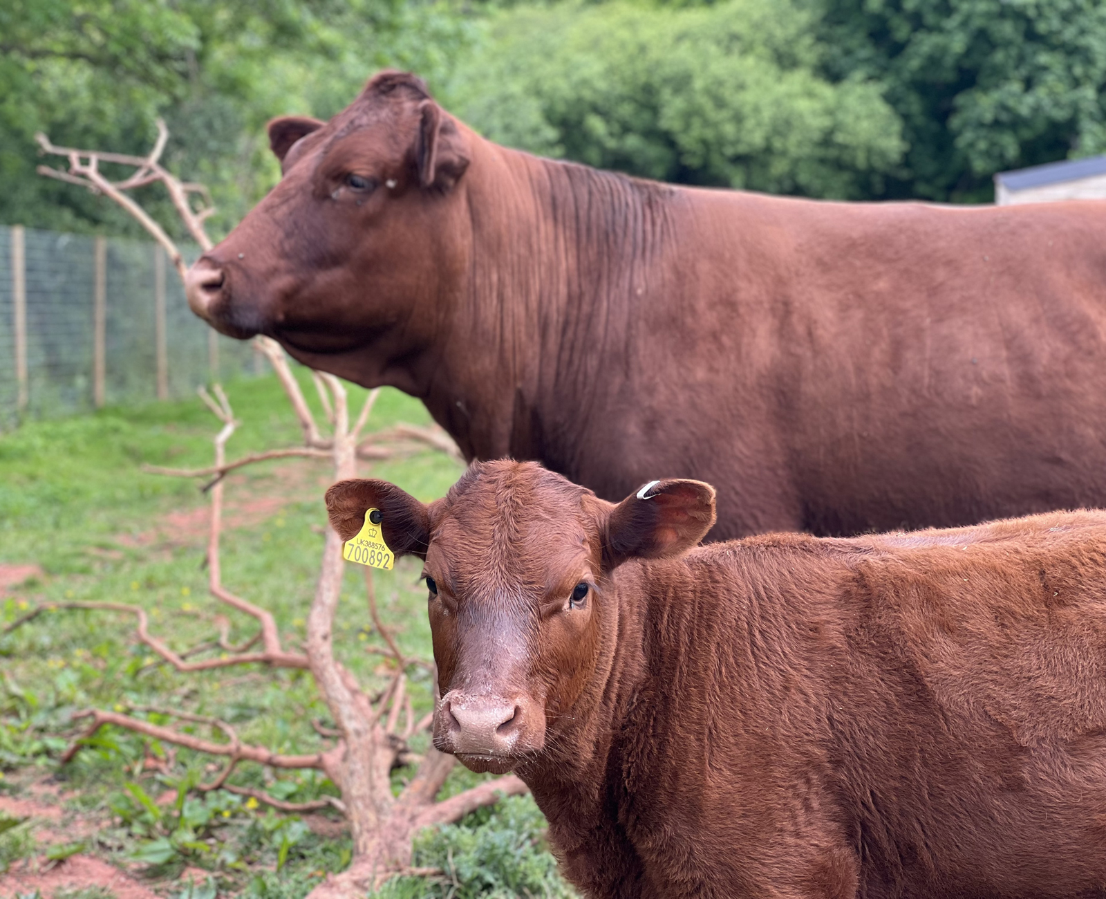 Animals - Occombe Farm