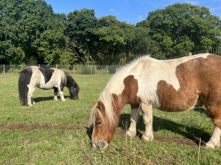 Occombe Farm - Farm Attraction, Farm Shop, Cafe & Nature Trail ...