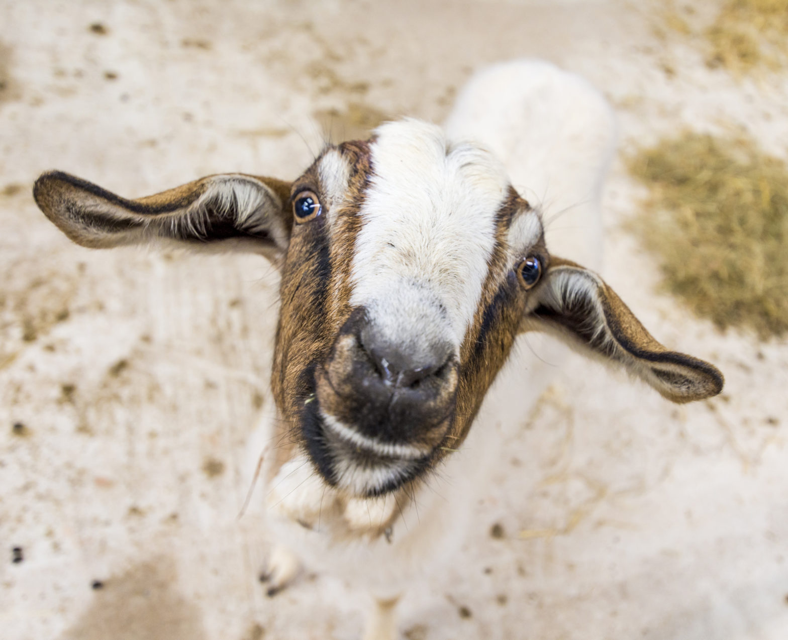 Occombe Farm - Farm Attraction, Farm Shop, Cafe & Nature Trail ...