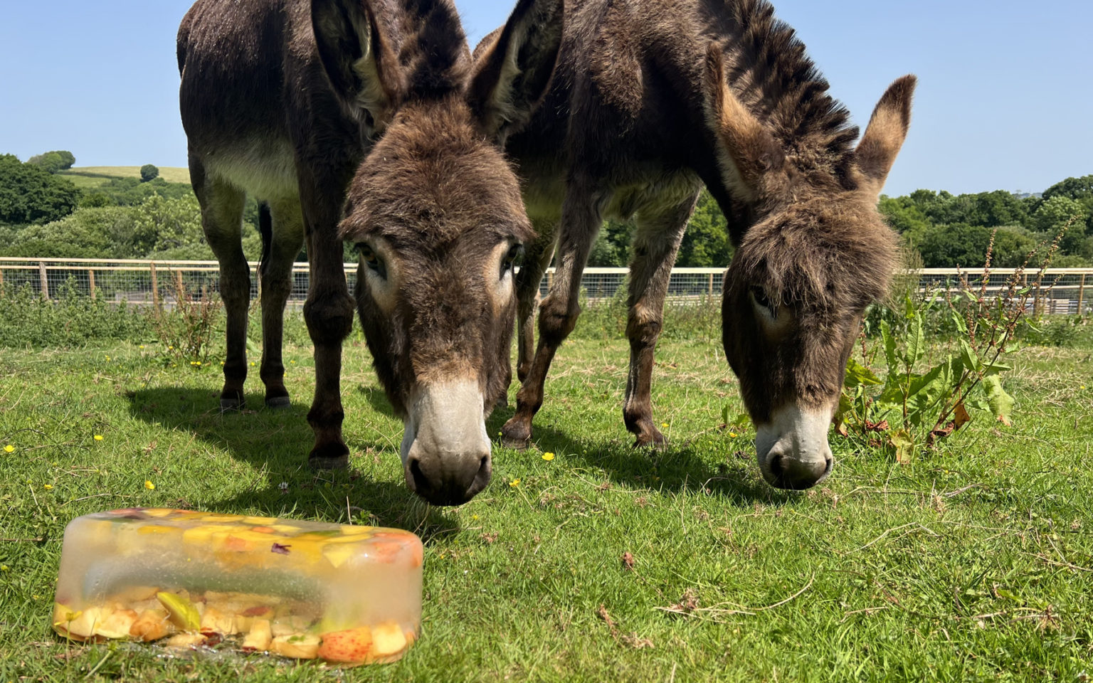 Occombe Farm - Farm Attraction, Farm Shop, Cafe & Nature Trail ...