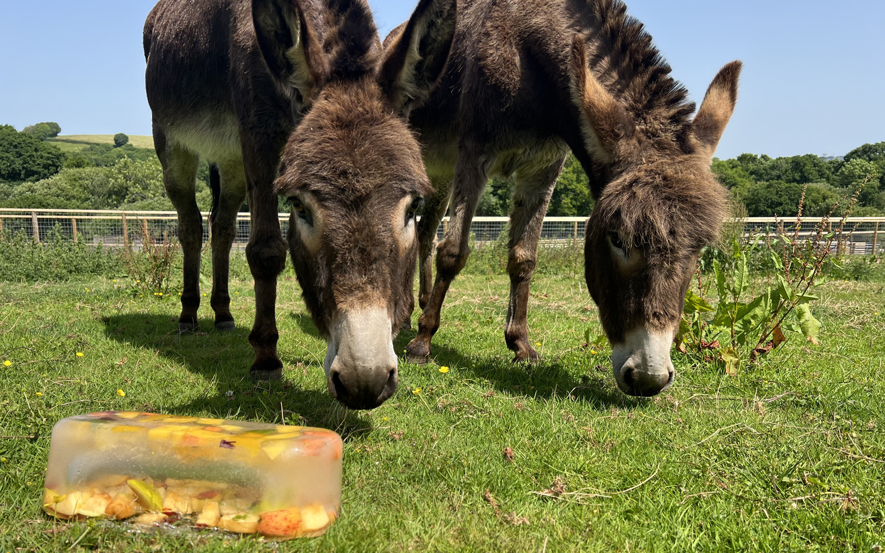 Occombe Farm - Farm Attraction, Farm Shop, Cafe & Nature Trail ...