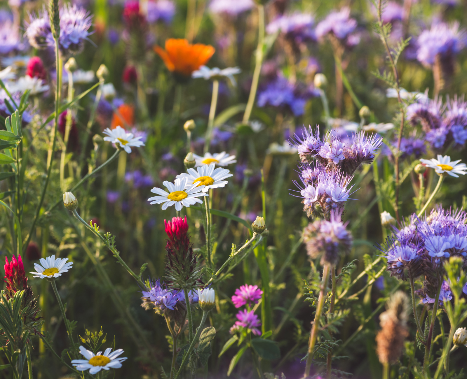 Occombe Farm - Farm Attraction, Farm Shop, Cafe & Nature Trail ...